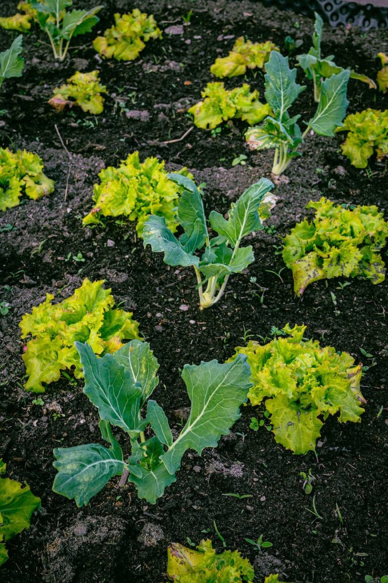Clearing an Allotment Plot: Essential Information and Steps - Allotment ...