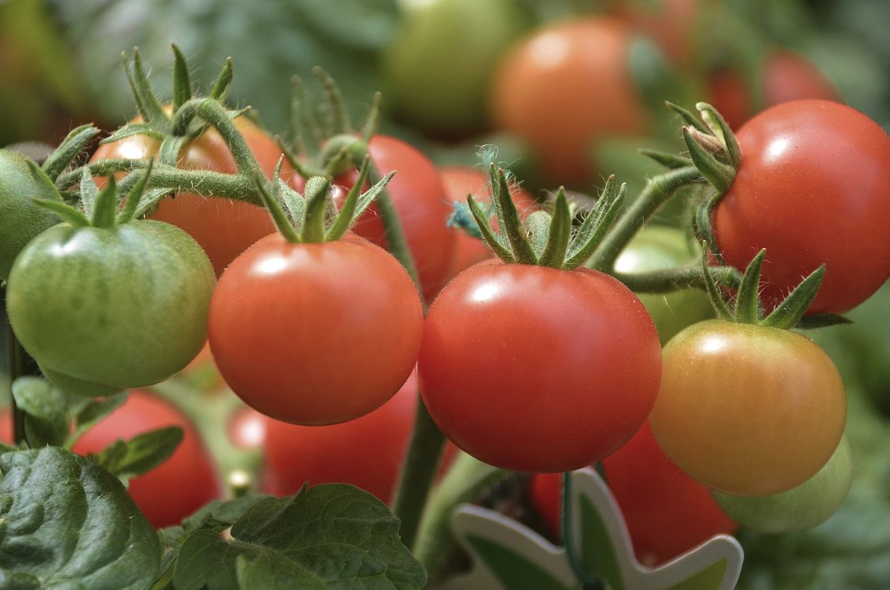 Growing and Savoring Fresh Tomatoes – Insights, Health Advantages, and ...