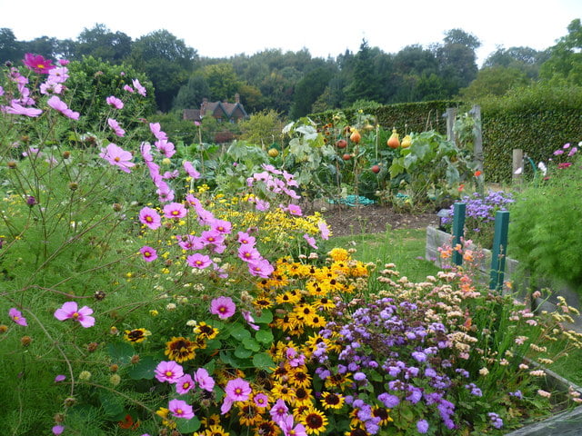 Creating a Beautiful and Productive Allotment Garden: Tips and Tricks