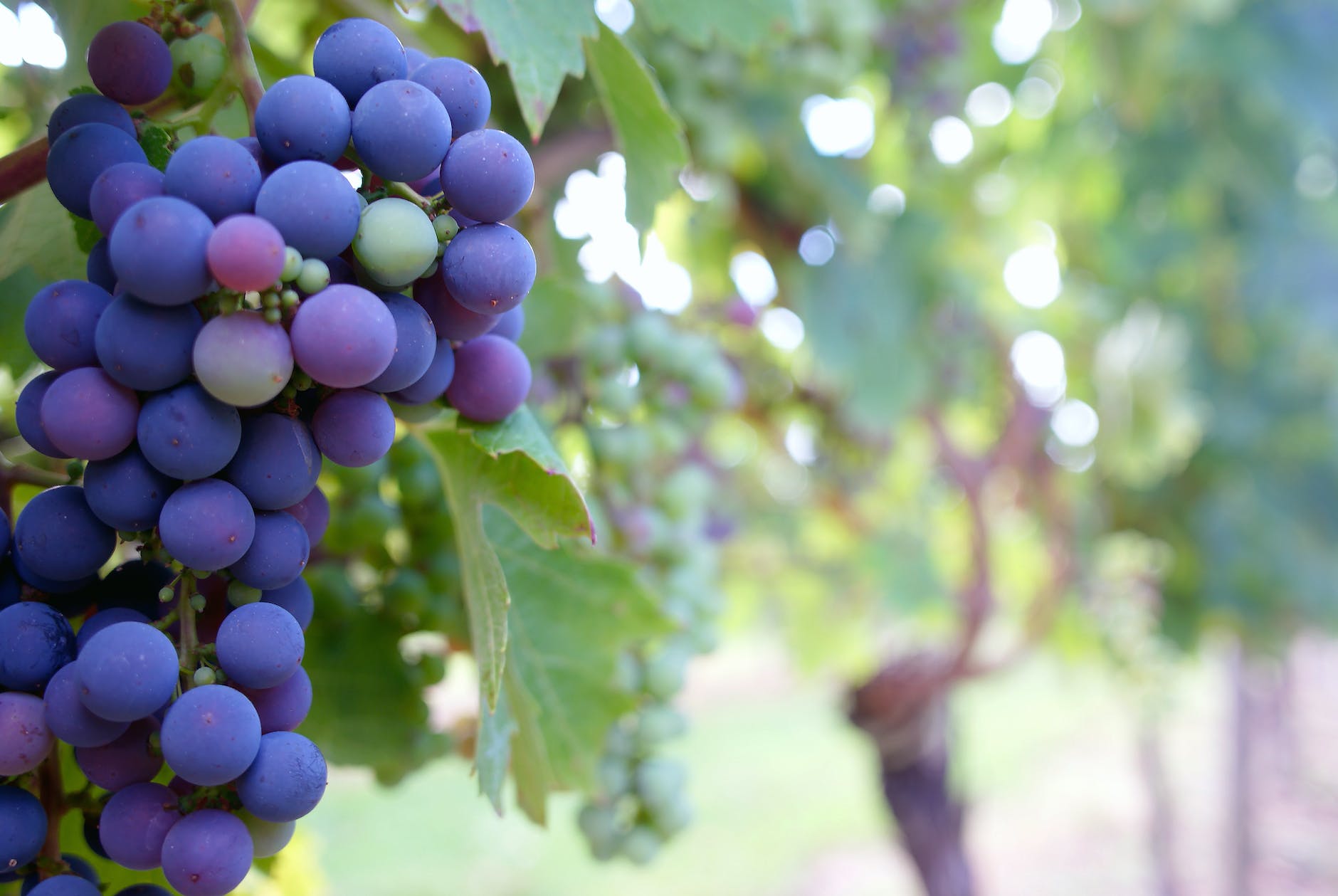 How to Grow Grapes: Tips for a Bountiful Harvest, Health Benefits, and ...