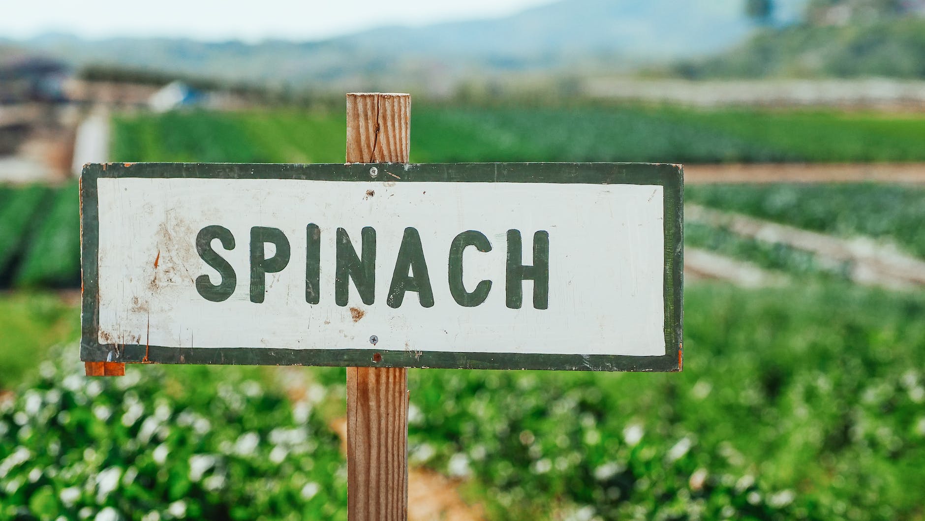 Growing Spinach on an Allotment: Tips for a Bountiful Crop - Allotment ...