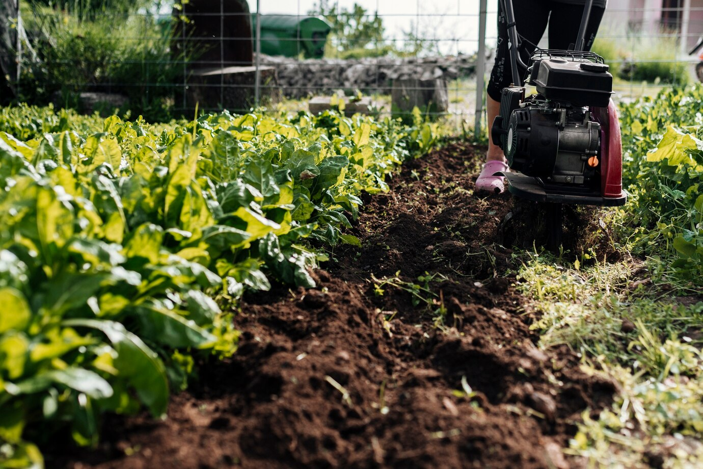 Cultivating an Eco-Friendly Allotment Garden: Sustainability Tips ...