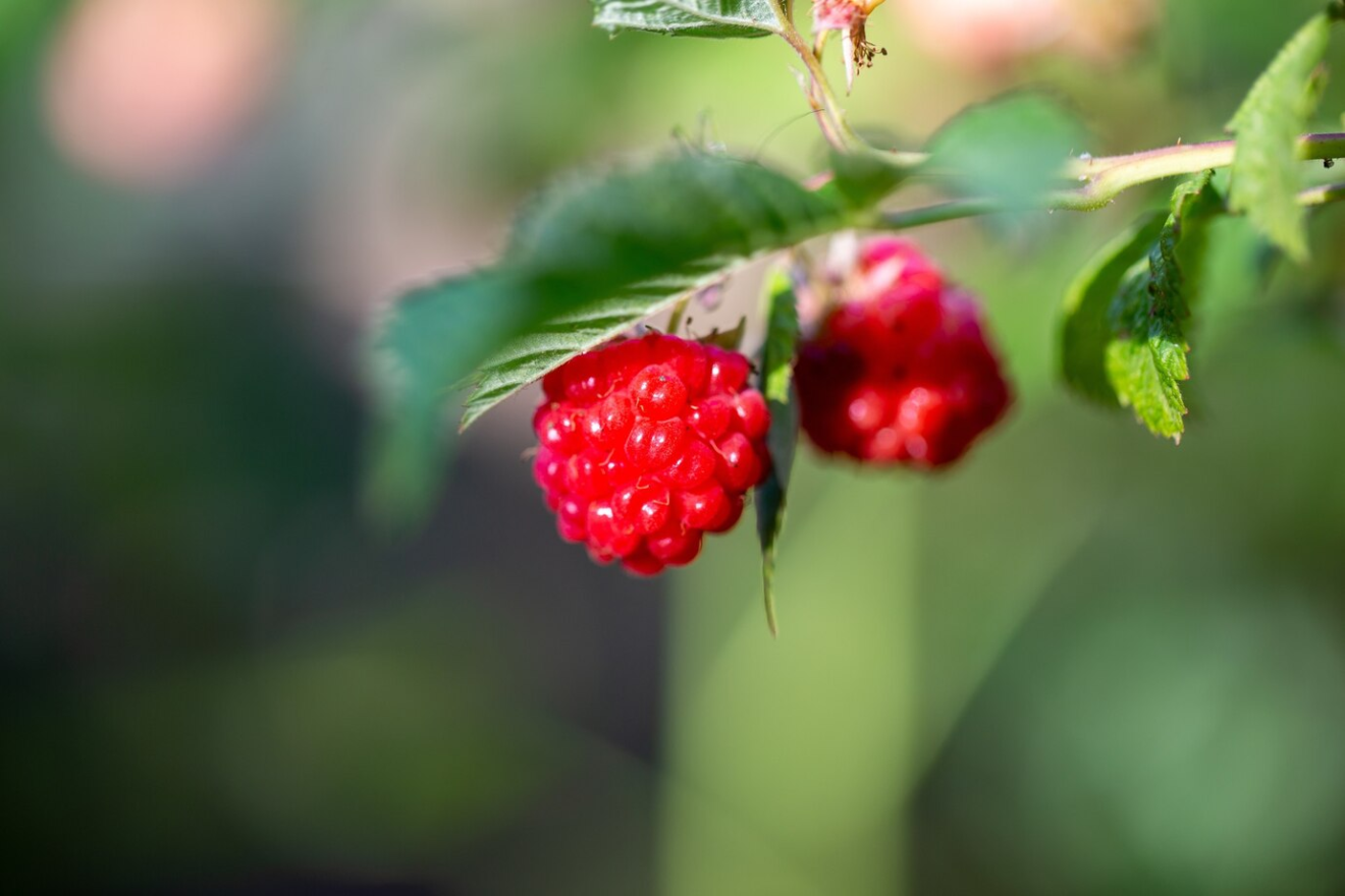 Organic Raspberry Growing Guide: Tips, Varieties, and Health Benefits ...
